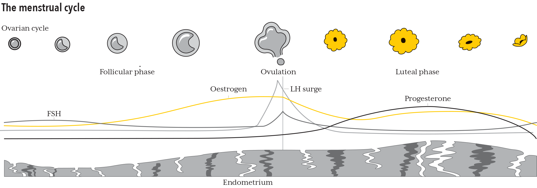 Understanding Menstrual Cycles Ovulation And Fertility Implications Genea Fertility